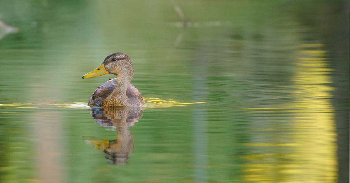 Die fünf Aspekte des Spiegelgesetzes